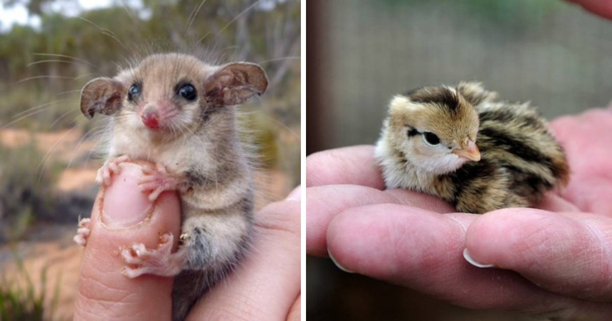 Whimsical Wednesday Wonders With 23 Marvelous Mini Animals For A ...