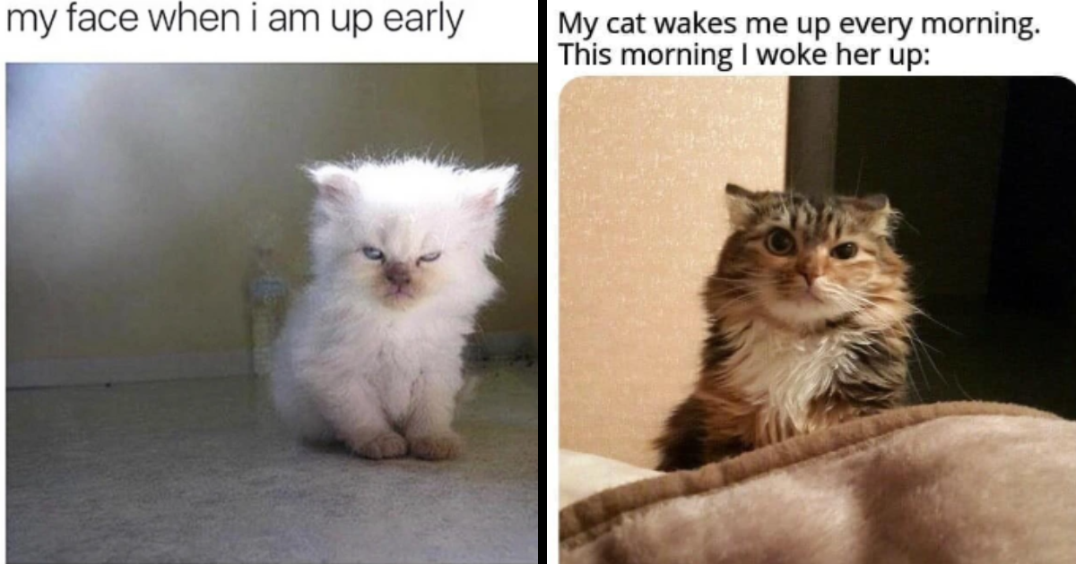 Whimsical Wednesday With 25 Purrfectly Funny Feline Memes To Pounce On ...
