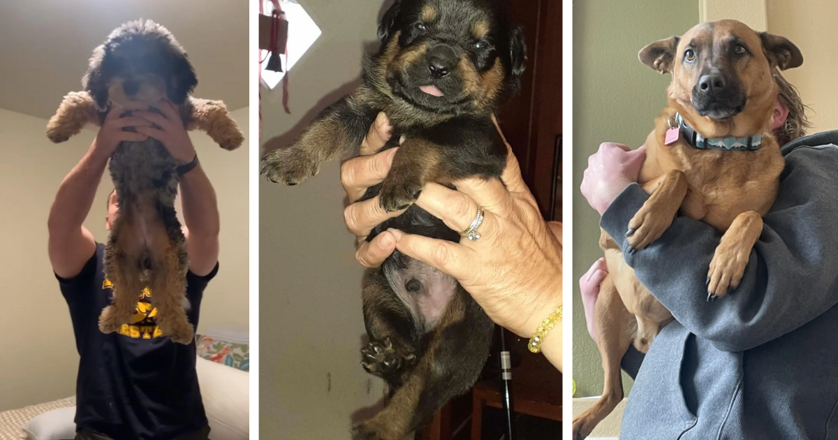 28 Perfectly Silly Puppers Sentenced to Two Doggo Decimals of "Air Jail ...