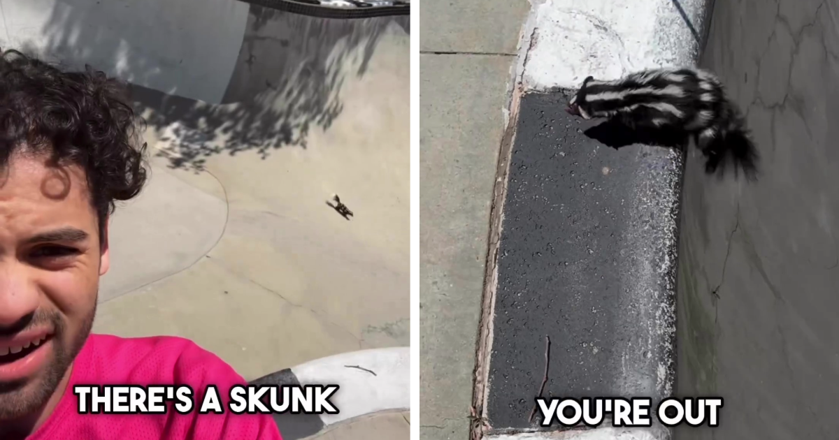 Sweet Skateboarder Saves Skunk Who Found Itself Stuck In The Skate Park ...