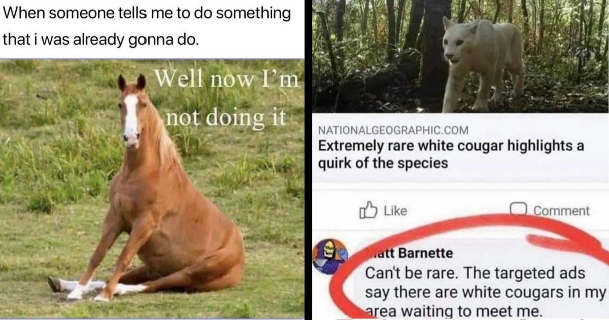 32 Amoosing Animal Memes to Fuel Your Weekend Fun and Escape the Office ...