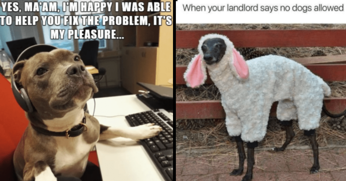 35 Pawdorable Dog Memes For A Thursday Full Of Canine Cuteness - Animal ...