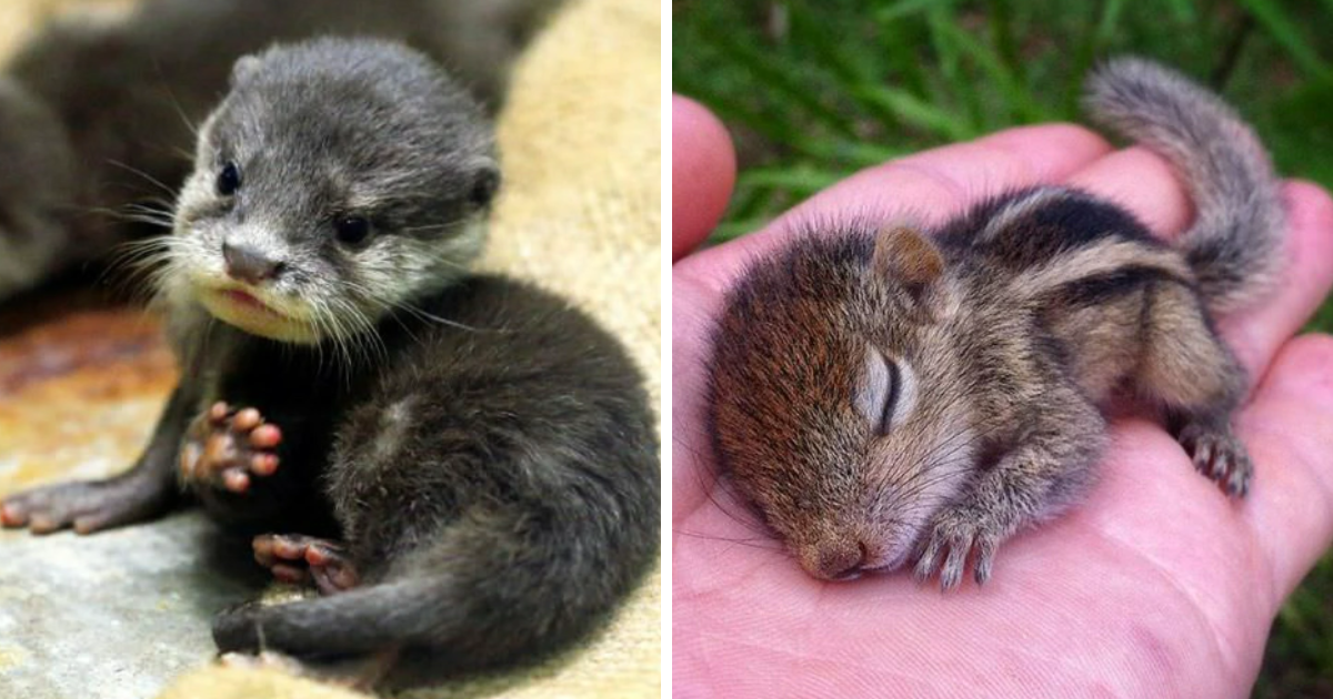 25 Awwdorable Baby Animals Brightening Up The Day With Their Cuddly ...