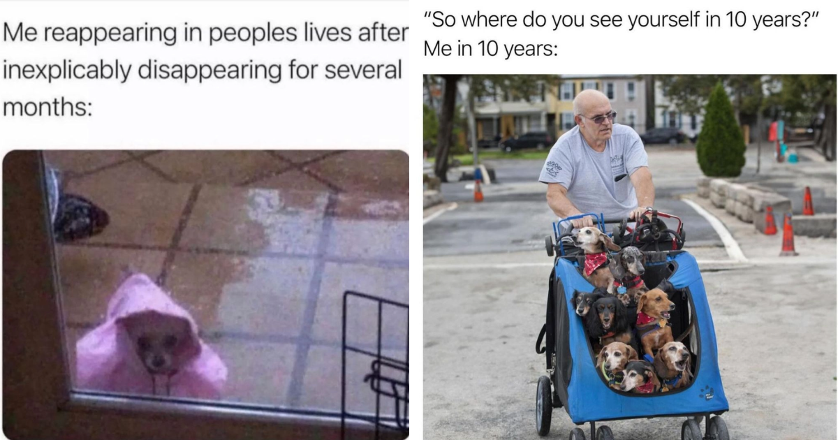 Wholesome And Heartwarming Dog Memes, Quotes And Posts To Brighten Your ...