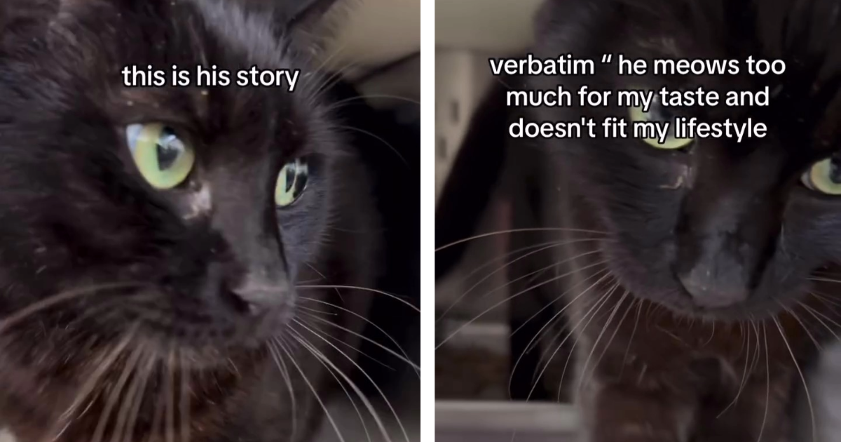 Heartwarming Cat Video Of The Feline Who Was Returned To The Shelter ...