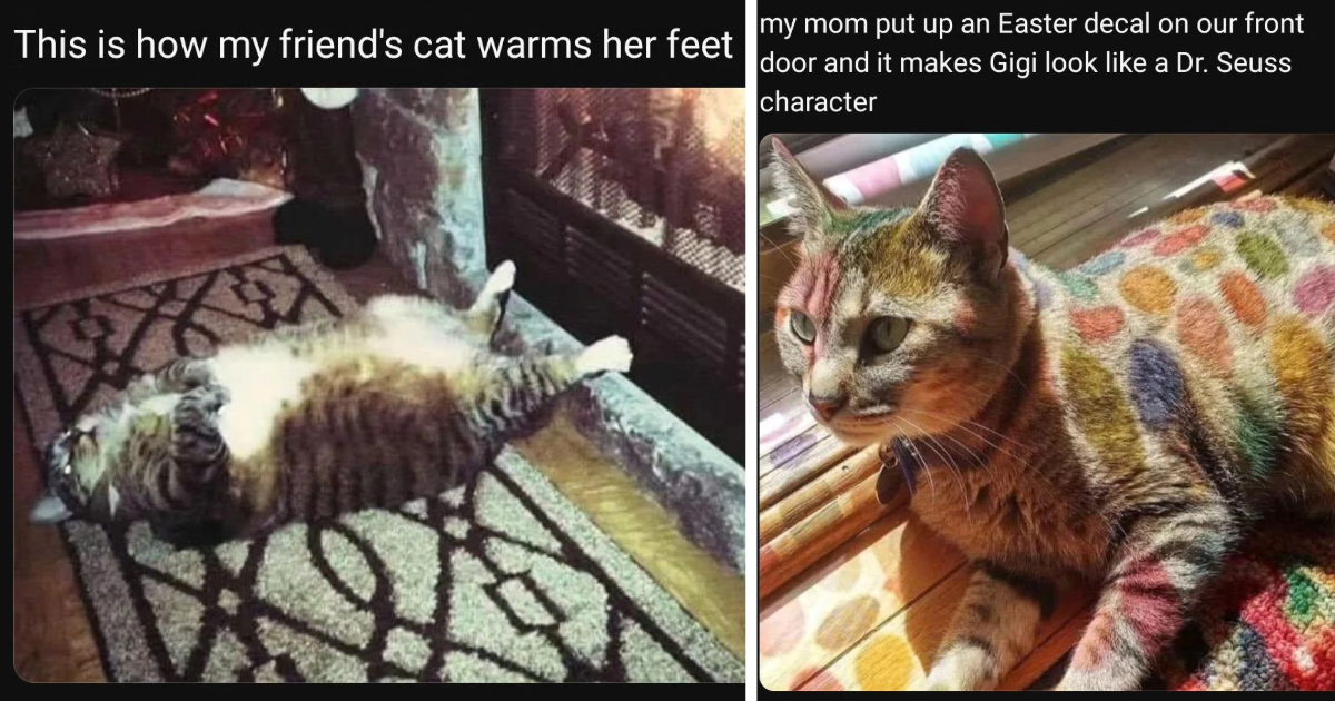 Comforting Caturday Memes For All You Introvert Hoomans And Cats ...