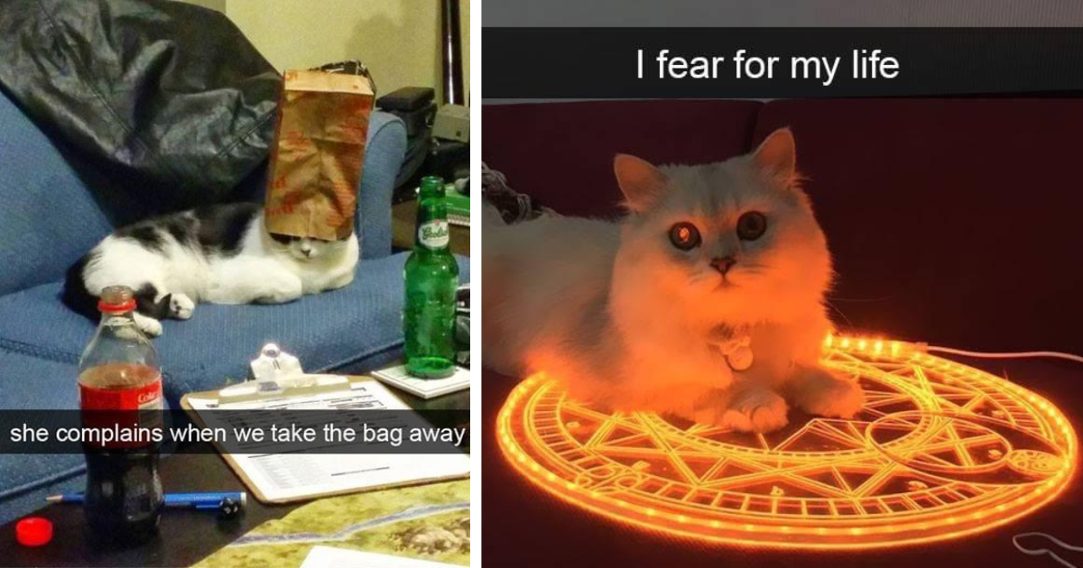 Catnip Concoction of 37 Comedic Cat Snaps to Make Sure You're Feline ...