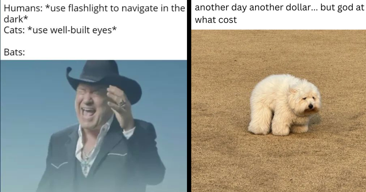 32 Super Silly Memes of the Animal Variety to Remind You Why the ...