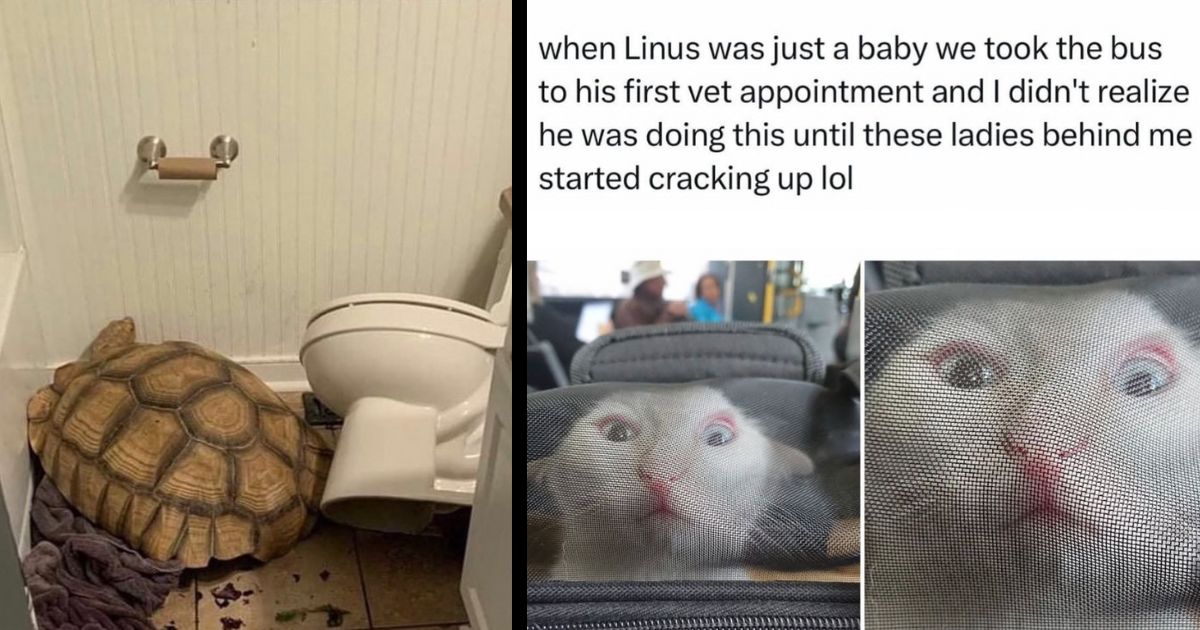 30 Frenzied Photographs and Hilariously Unhinged Memes of Animals Going ...