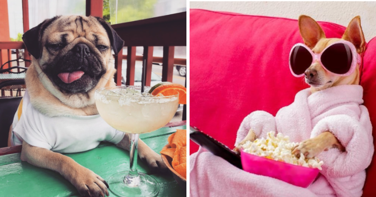 24 Furtastically Weekend Ready Doggos Pawsitively Primed For Pure ...