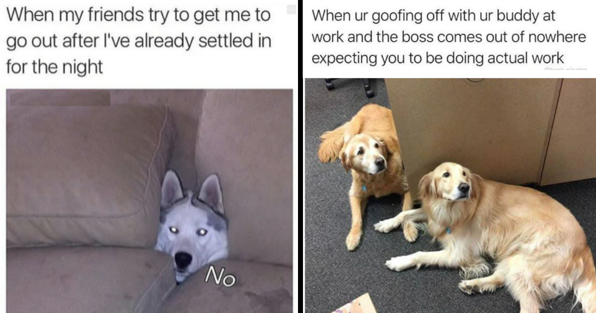 Furtastic Friday Funnies With 24 Hilarious Animal Memes For A Pawsitive ...