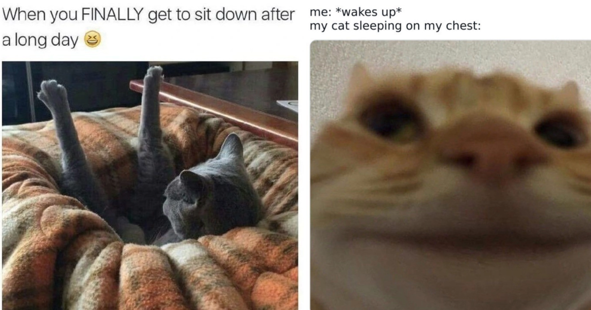 Sweet And Silly Feline Memes To Inspire Some Restful Relaxation Before The Work Week - I Can Has ...