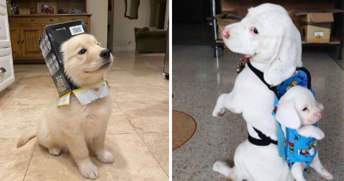 24 Cheeky Charming Puppies Bringing Pawsitive Playful Fun To The Day ...