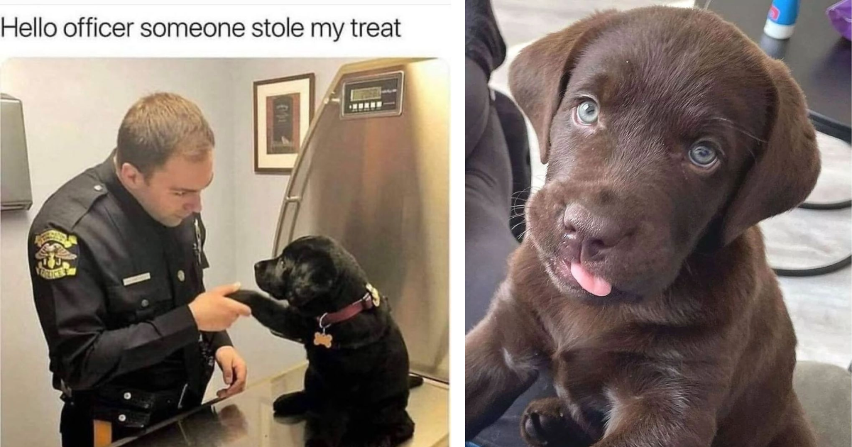 20 Wholesome Dog Memes And Pics To Soften The Blow Of The Work Week ...