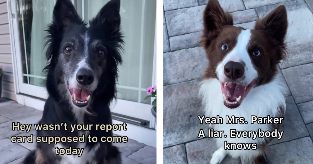 Dogs Relatably Argue Over Pup’s Missing Report Card And The Excuses Are ...