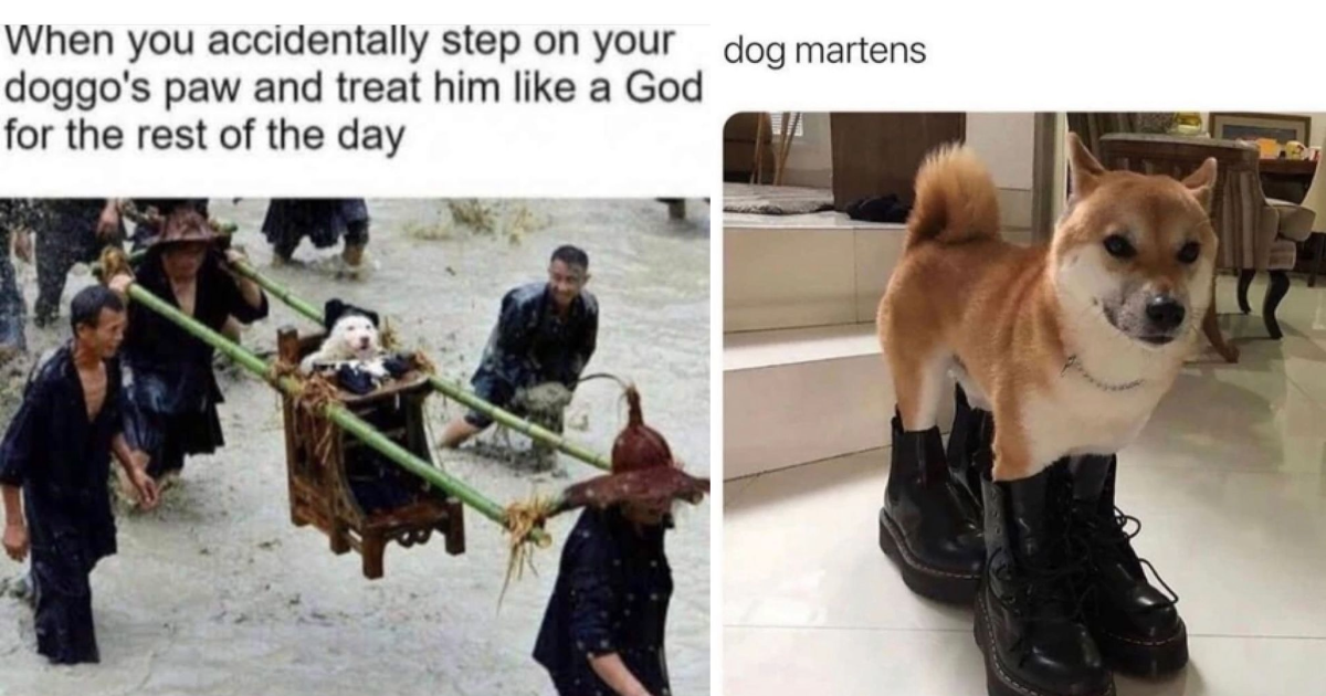 Sweet And Simple Dog Memes And Pics To Dull The Pain Of The Beginning ...