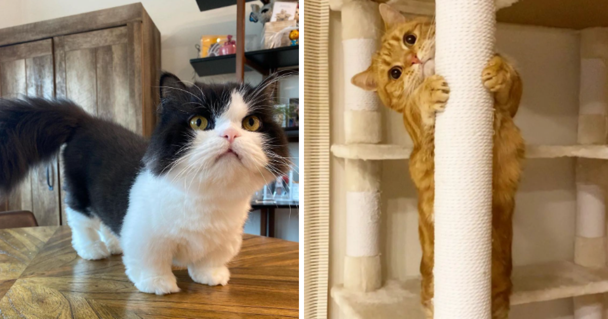 Munchkin Monday Mania With 25 Cute Captivating Cats Bringing Awwdorable ...