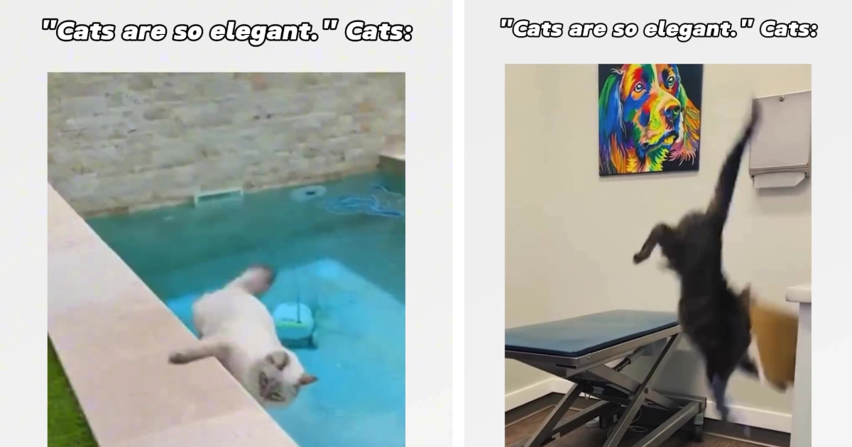 Clumsy Cats Caught On Camera To Remind You That We All Have Our ...