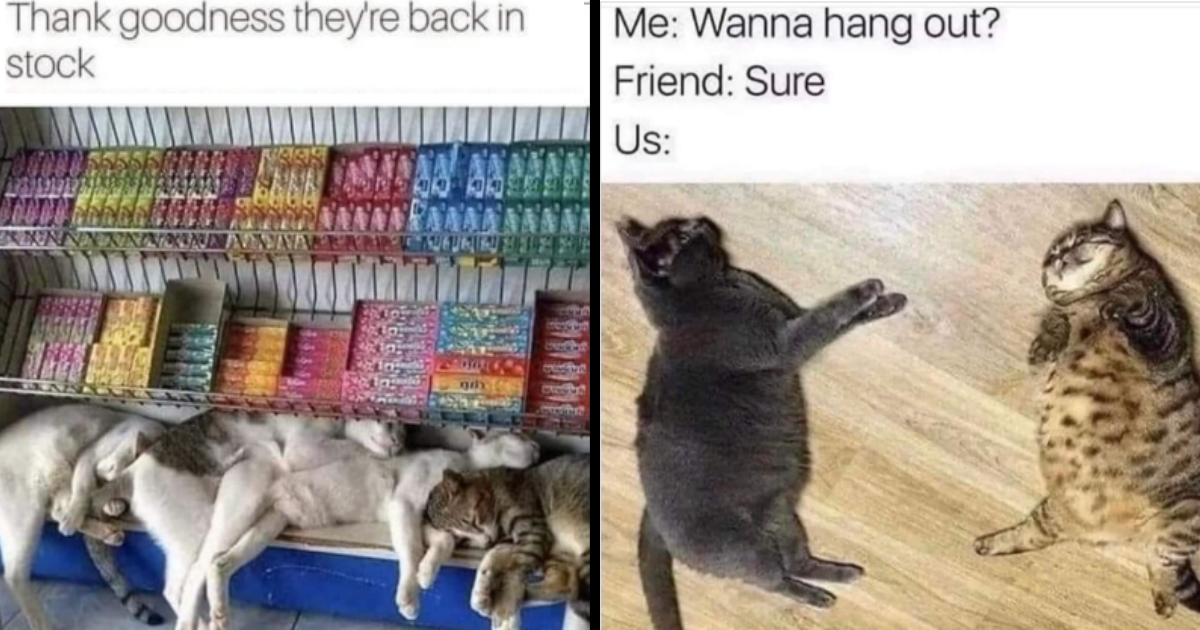 Funny Feline Frenzy With 24 Fabulously Funny Cat Memes For A Day Full ...