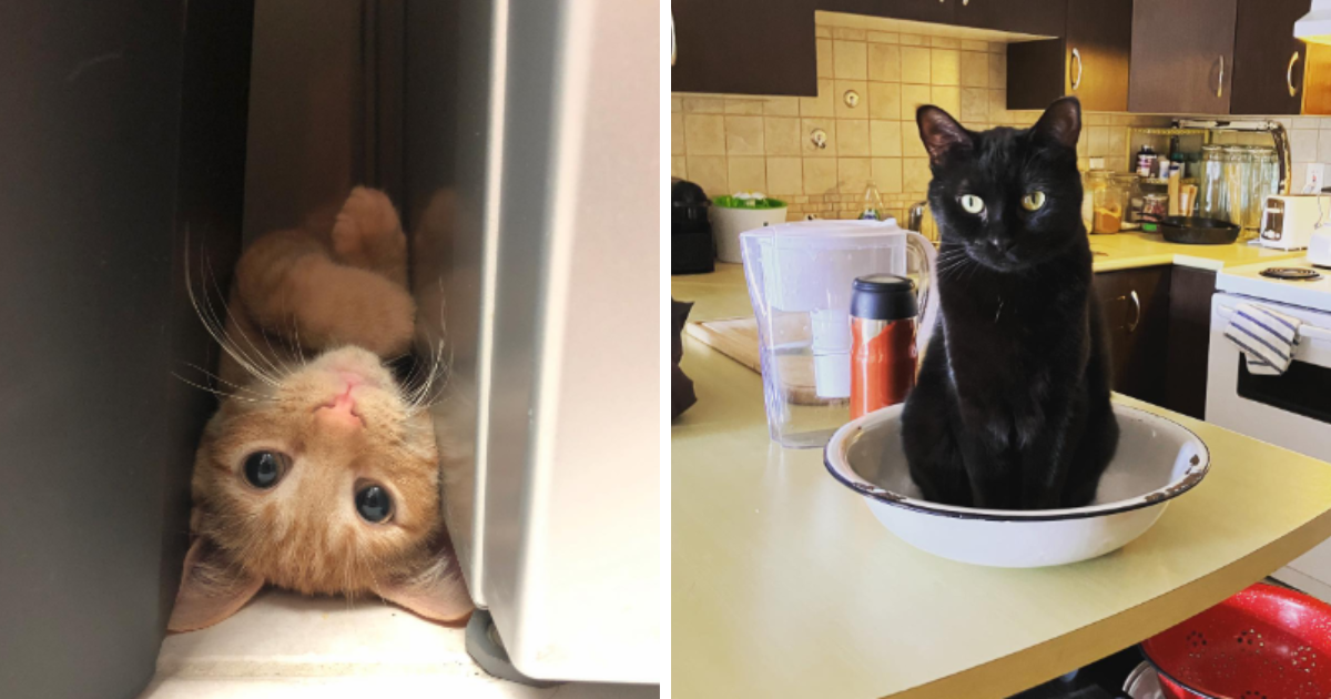 I Can Has Cheezburger? - Cats - Page 2 - Funny Animals Online - Cheezburger