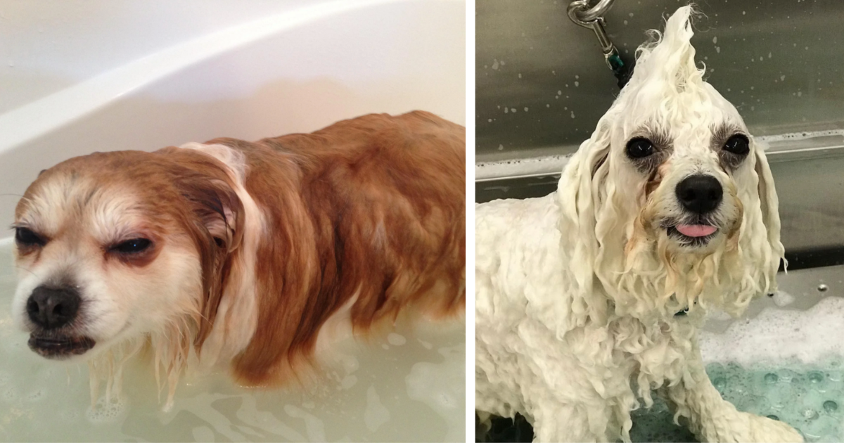 A Howlarious Helping of 28 Doggos Getting Wet and Wild Proving That ...