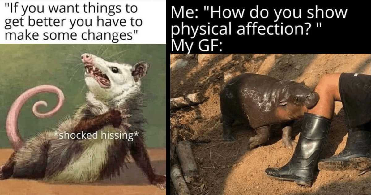 32 Funny, Fantastic, and Furbulous Animal Memes to Chuckle in Your Car as You Cruise Into The ...