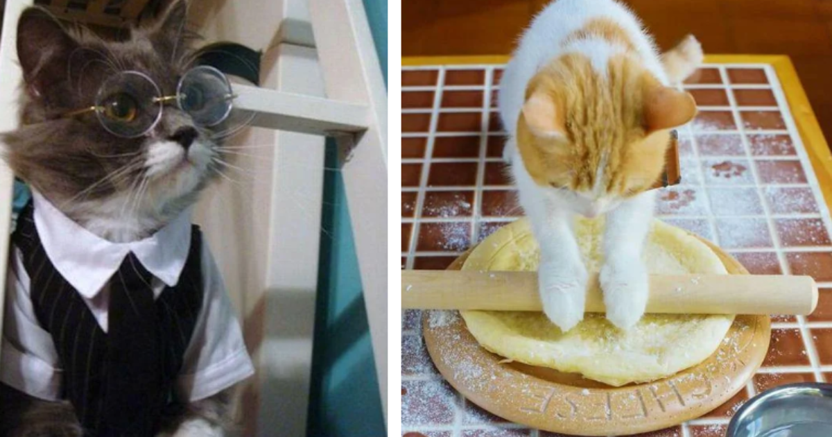 20 Hilarious And Heartwarming Pics Of Cats With Better Jobs Than Yours ...
