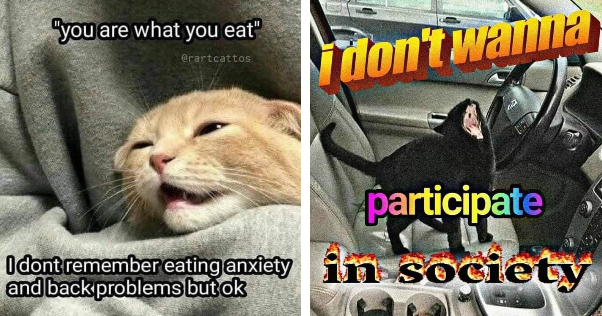 34 Hilarious Memes of Feisty Felines and Kitty Cats To Catapult You ...