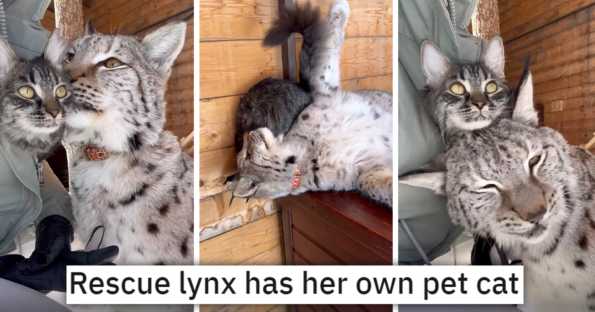 Rescued Giant Lynx Adopts Little Cat And Becomes Its Best Friend - I ...