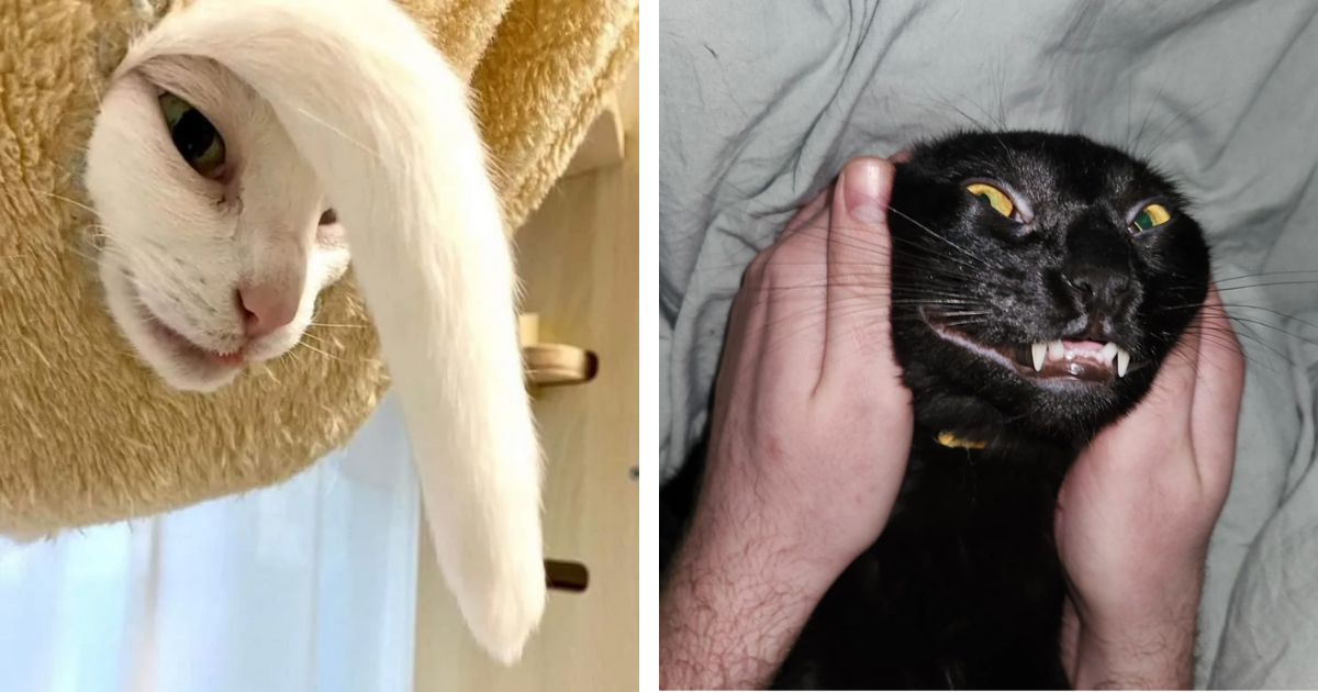 Caturday Collection of 26 Wonderfully Wonky Cat Photos of Whiskered Weirdos To Help Remind You ...