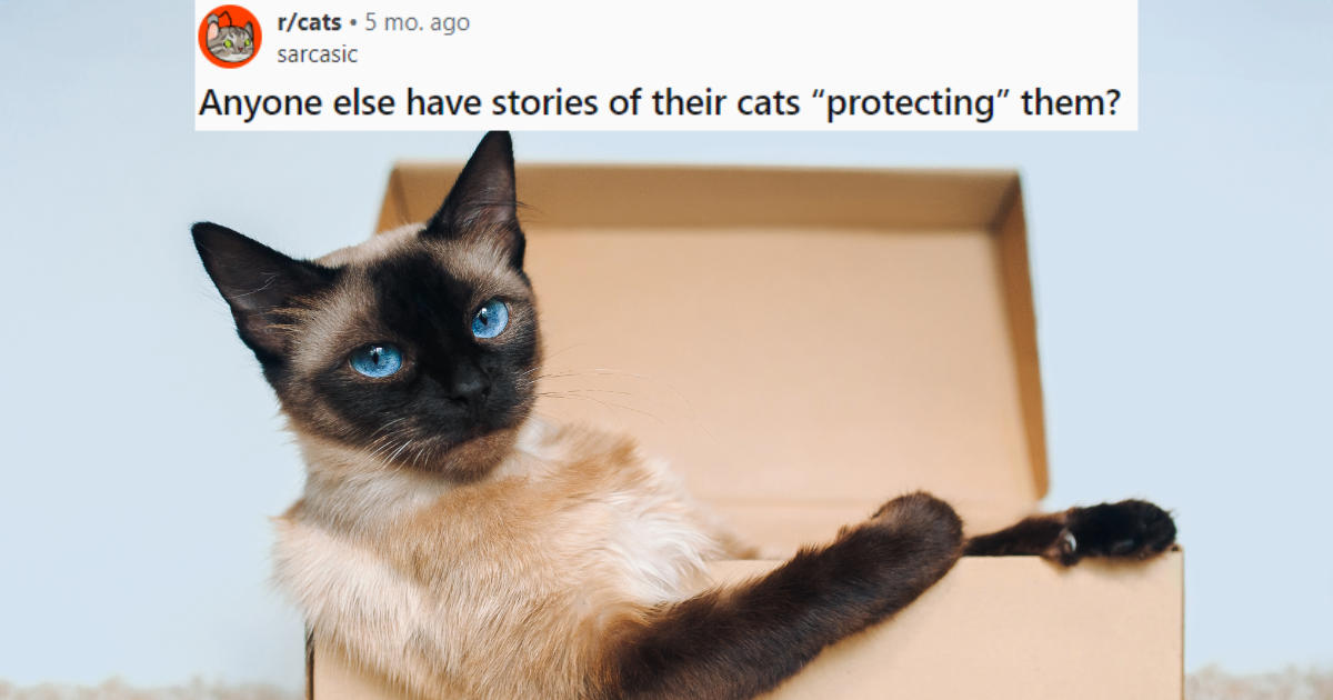 Why We All Need A Wholesome Cat To Guard And Protect Us From The Evils ...