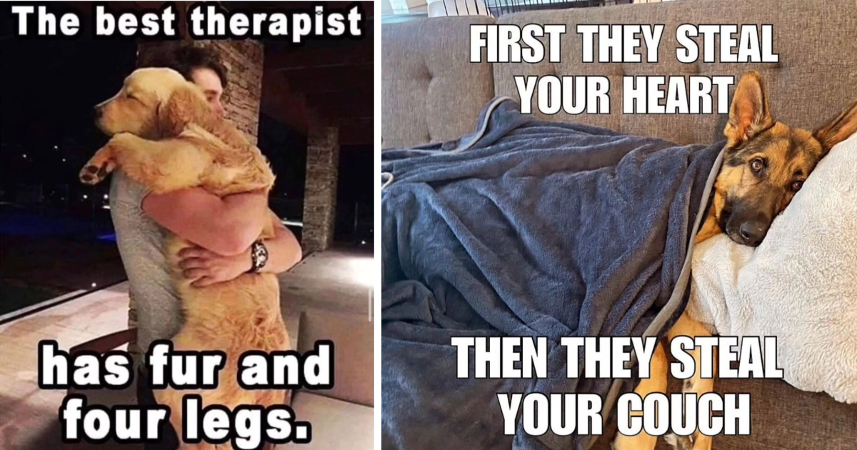 25 Heartwarming Memes Of Friendly Dogs For All You Canine Pawrents ...