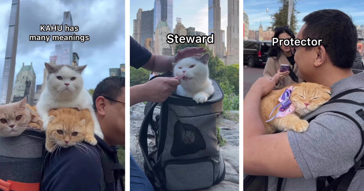 Introducing ‘Kahu’, The Wholesome Hawaiian Word Replacing ‘Feline ...