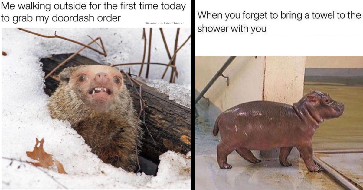 Silly and Sassy Animal Memes to Slide Straight Through Sunday and Into ...