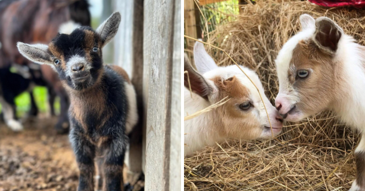 Happily Hopping Through Thursday With 22 Playful Goats Who Are ...