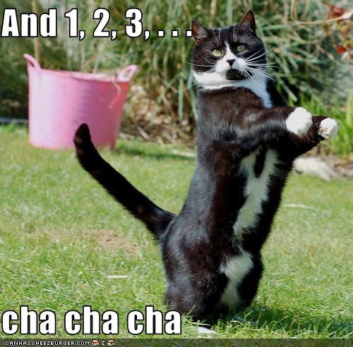 And 1, 2, 3, . . . cha cha cha - Cheezburger - Funny Memes | Funny Pictures