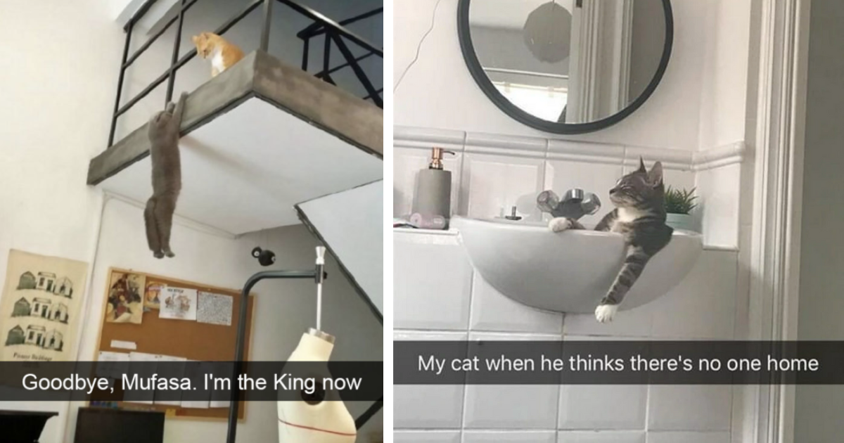 40+ Silly Snaps of Funny Fuzzy Felines Forwarding Purrrely Pawsitive ...