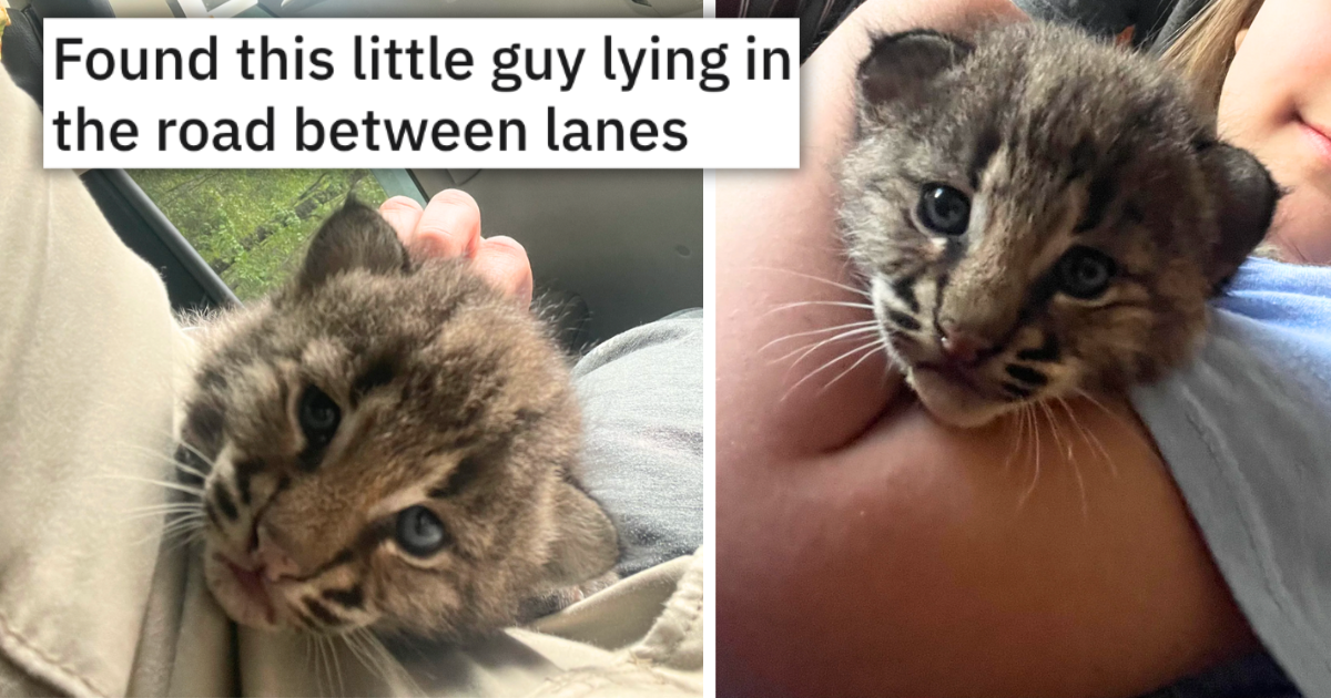 'That's no regular cat': Helpful Hooman Bean Rescues Homeless Kitten ...