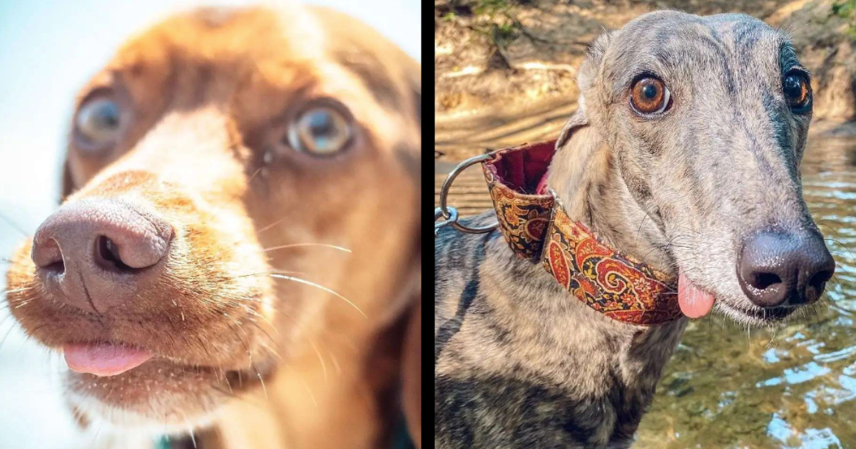 35 Tonguetastic Dog Bleps for Canine Lovers With a Smile on the Tip of ...