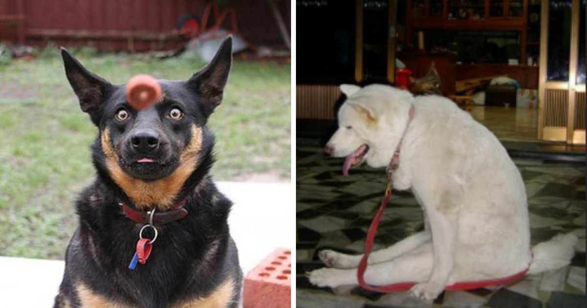 Furry Friyay Featuring 23 Hysterical Animals Desperately Awaiting The ...