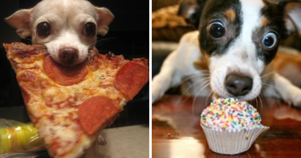 25 Pawsitively Pleased Pups Savoring Sweet Treats For A Sunday Filled ...