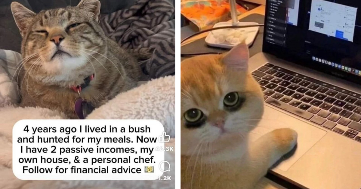 20 Hissterical Pictures And Memes Of Cats Being Weird Little Guys To ...