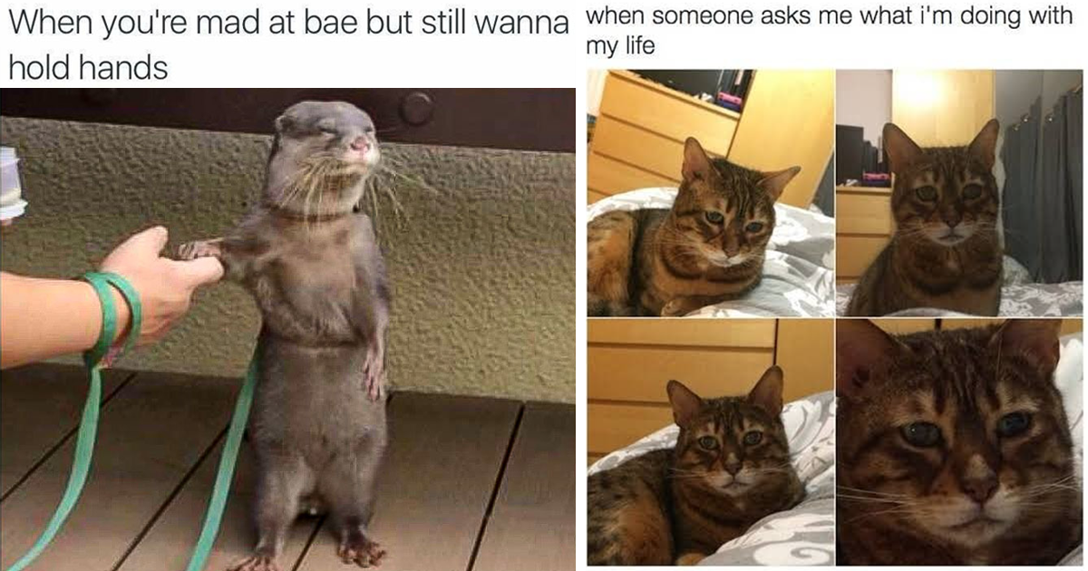 23 Uplifting Funny Memes Of Animals Being Complete And Total Derps (May ...