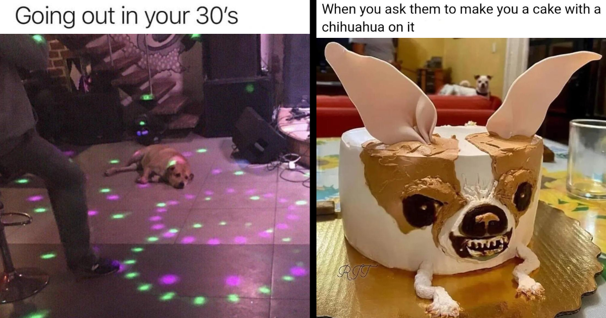 Pawsitive Package of Perfect Pupper Memes To Start Your Week With ...