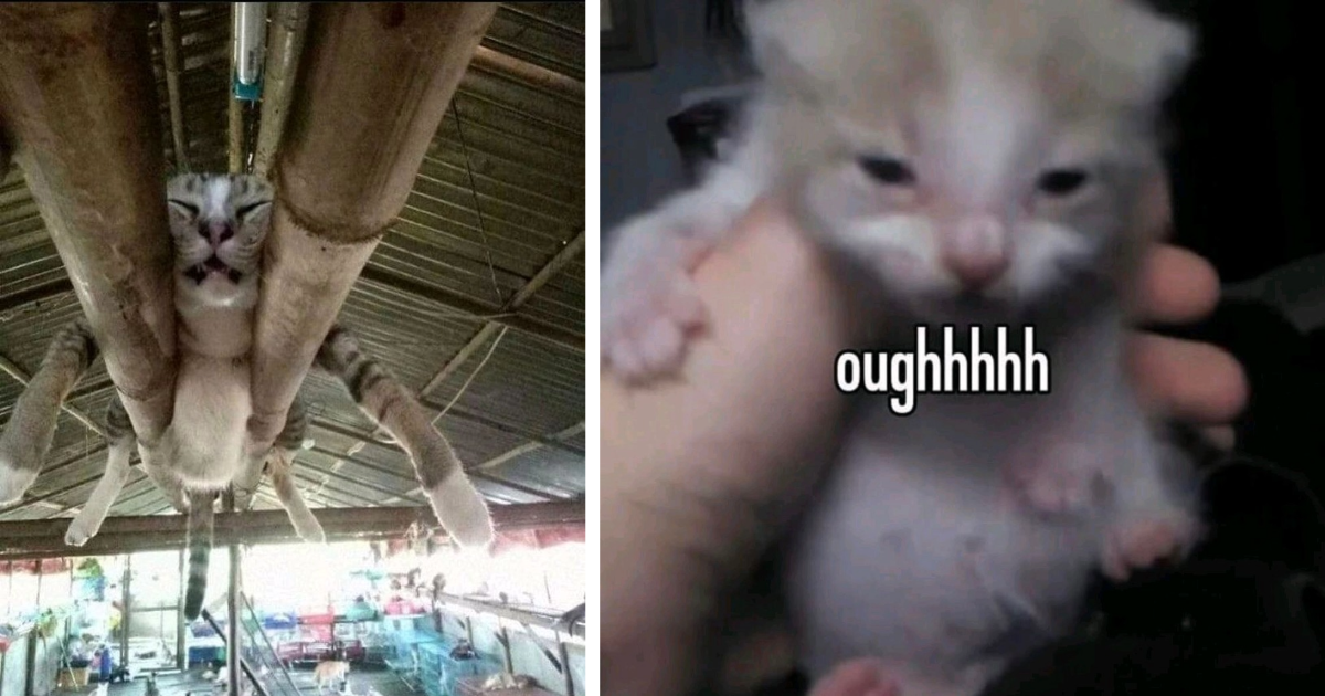 20 Fed Up Feline Memes And Pics For All You Hoomans Who Have Had Enough ...