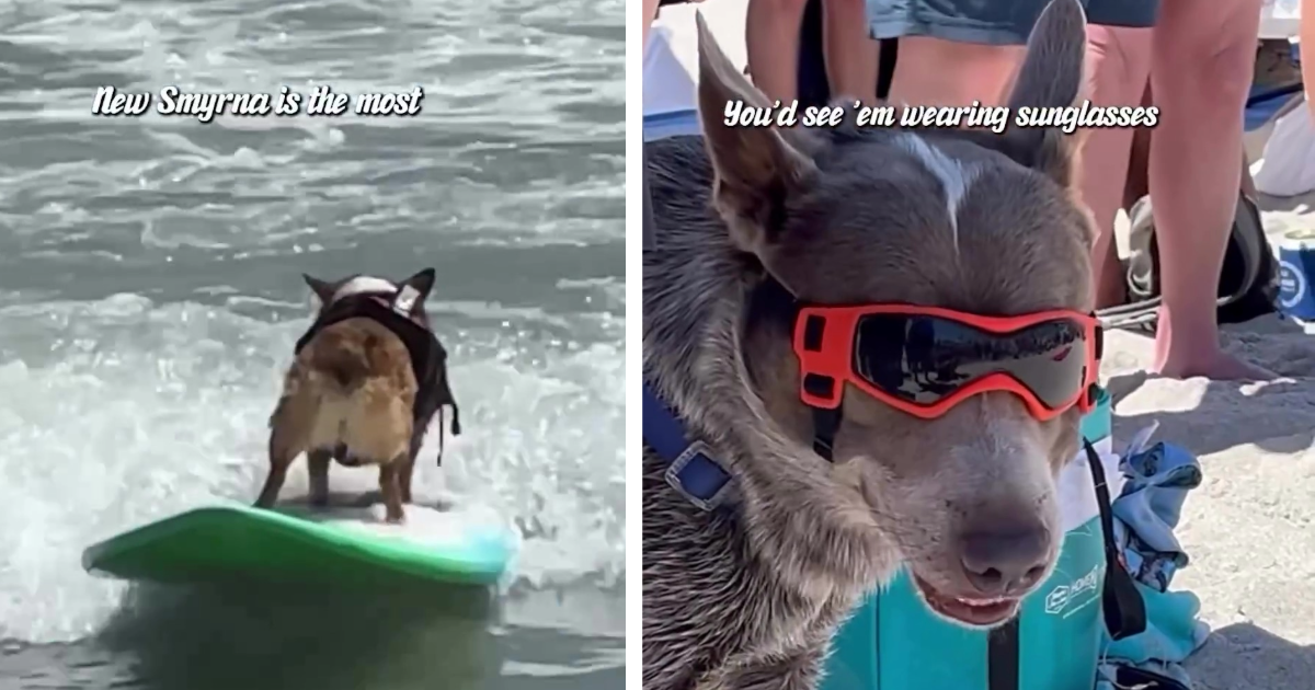 This Sweet Surfing Dogs Music Video Is The Pawfect Temptation For Your ...