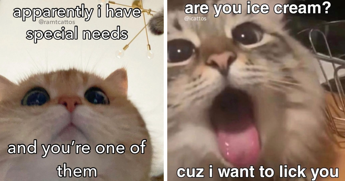 Cute And Caring Memes Of Cats Who Want To Check Up On You And Make Sure ...