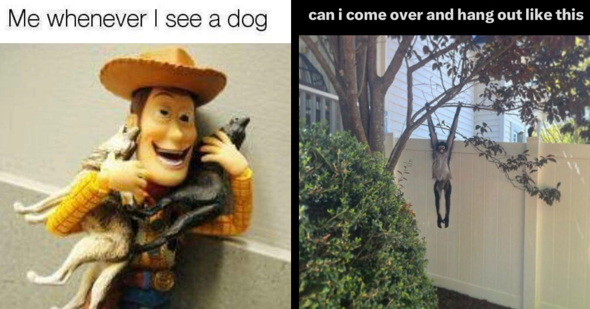 30 Funny and Fuzzy Animal Memes That Are 100% Extra To Help You Nullify ...