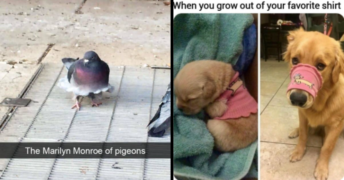 Funny Furry Fiesta Featuring 25 Memorable Monday Animal Memes For A ...