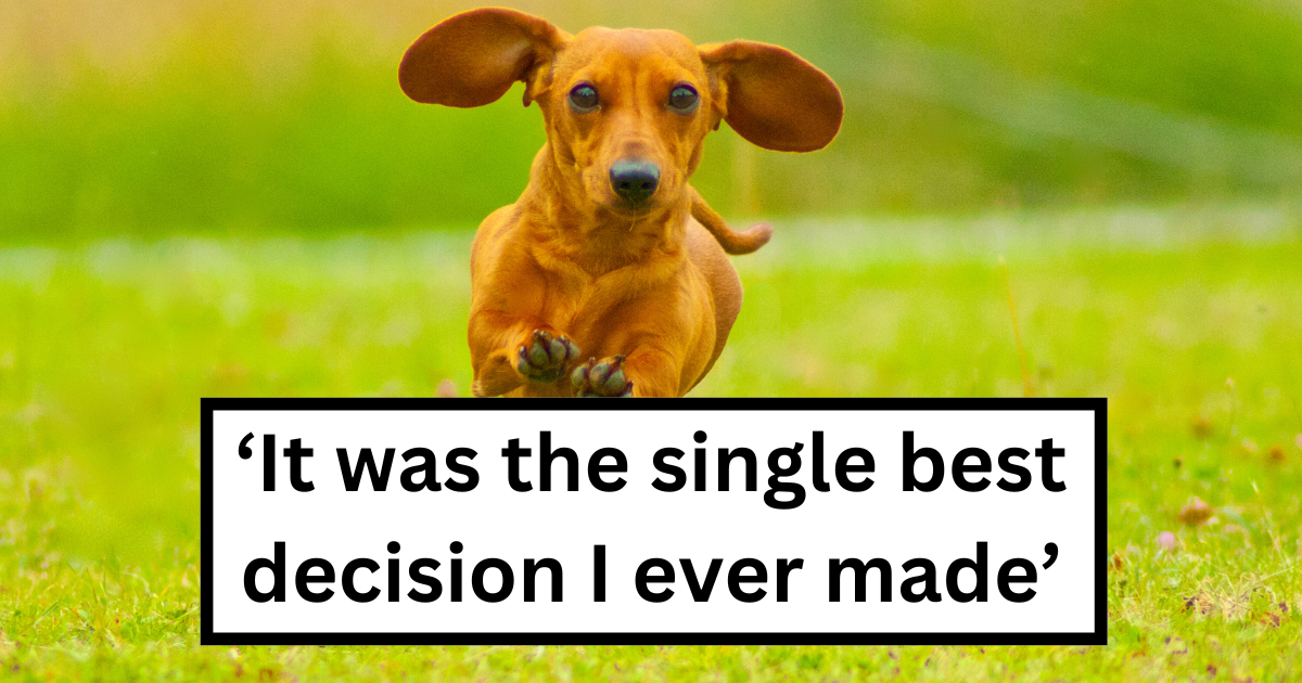 'I never wanted a dog before': Man Goes From Doggo Dodger to Dog Dad ...